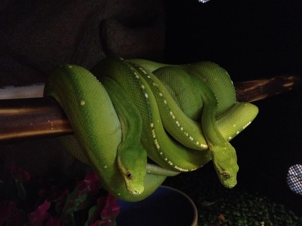 EOI- Australian native green tree python hatchlings | Aussie Pythons & Snakes Forum